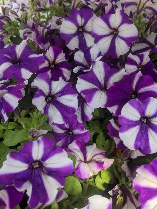 Petunia Headliner™ Blueberry Swirl in the Petunias Database - Garden.org