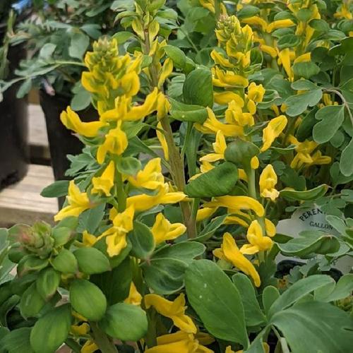 Corydalis 'Canary Feathers' - Garden.org