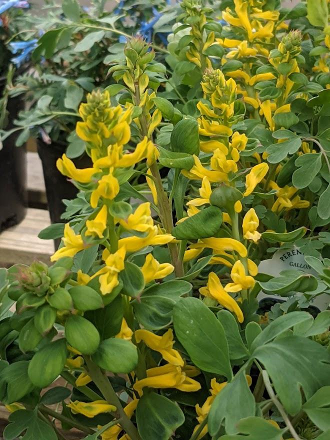 Photo of the bloom of Corydalis 'Canary Feathers' posted by Joy ...