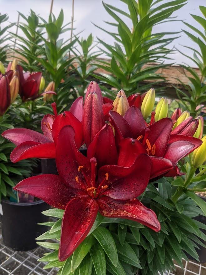 Photo of the bloom of Lily (Lilium Lily Looks™ Tiny Ghost) posted by ...
