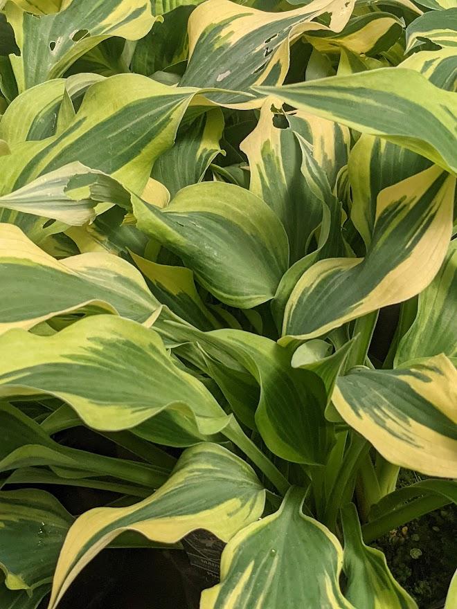 Hosta 'Bright Star' in the Hostas Database - Garden.org