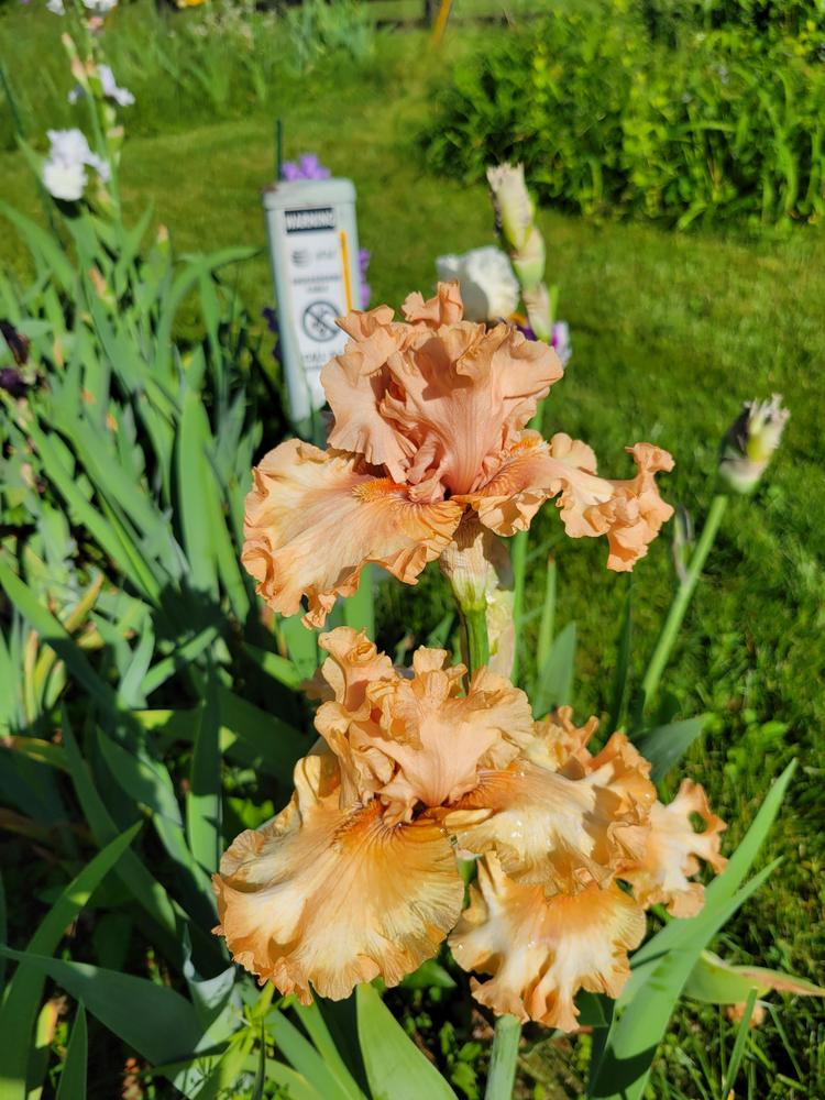 Photo of the bloom of Tall Bearded Iris (Iris 'Say the Word') posted by ...