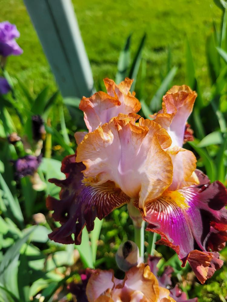 Tall Bearded Iris (Iris 'Top Line') in the Irises Database - Garden.org