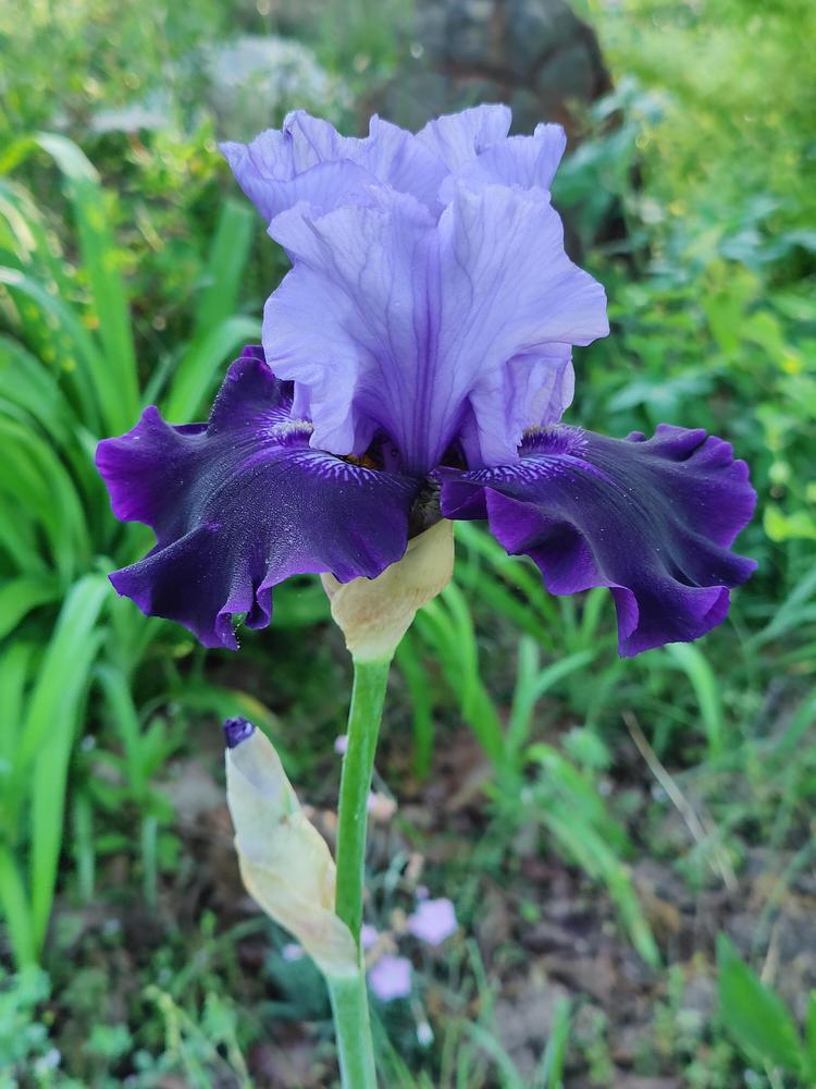 Photo of the bloom of Tall Bearded Iris (Iris 'Quite Content') posted ...