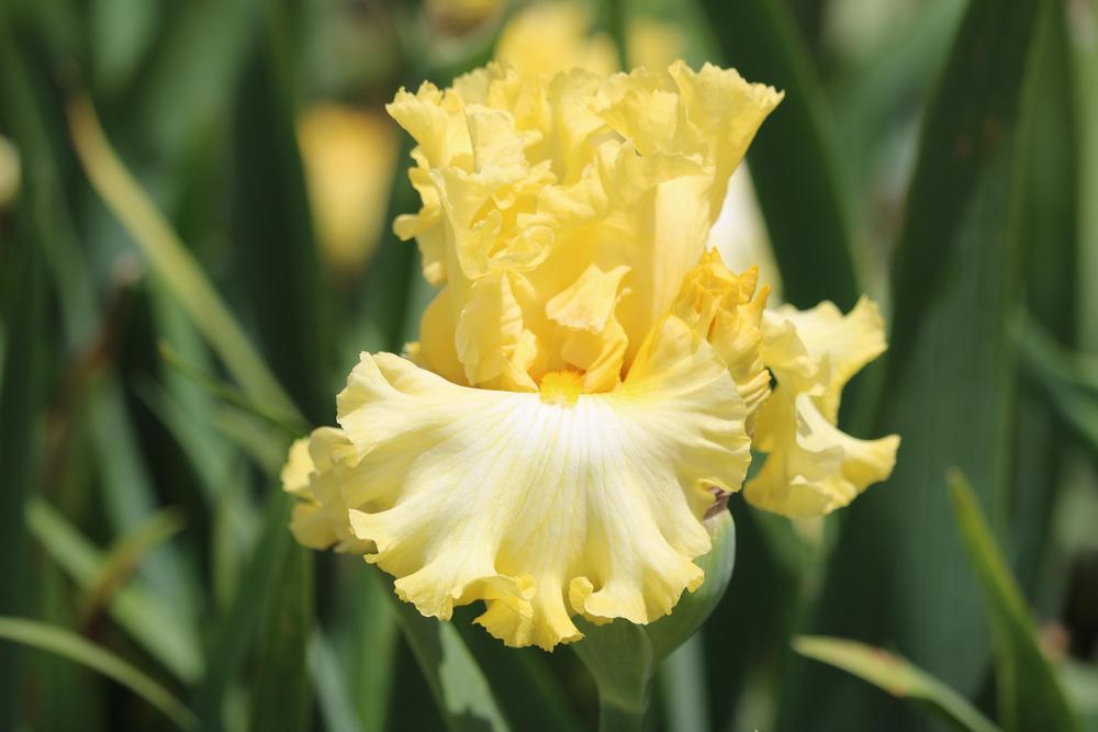 Photo of the bloom of Tall Bearded Iris (Iris 'Lemon Delicious') posted ...