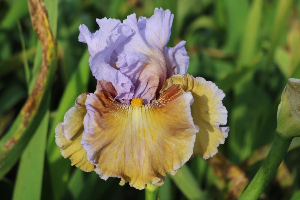 Tall Bearded Iris (Iris 'Waves on the Coast') in the Irises Database ...