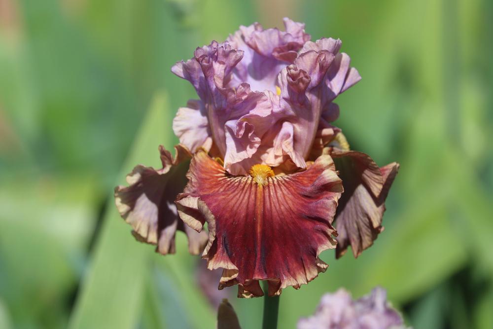 Photo of the bloom of Tall Bearded Iris (Iris 'Gem Trader') posted by ...