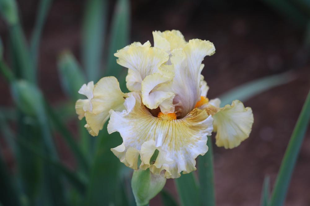 Tall Bearded Iris (Iris 'Fake A Smile') in the Irises Database - Garden.org
