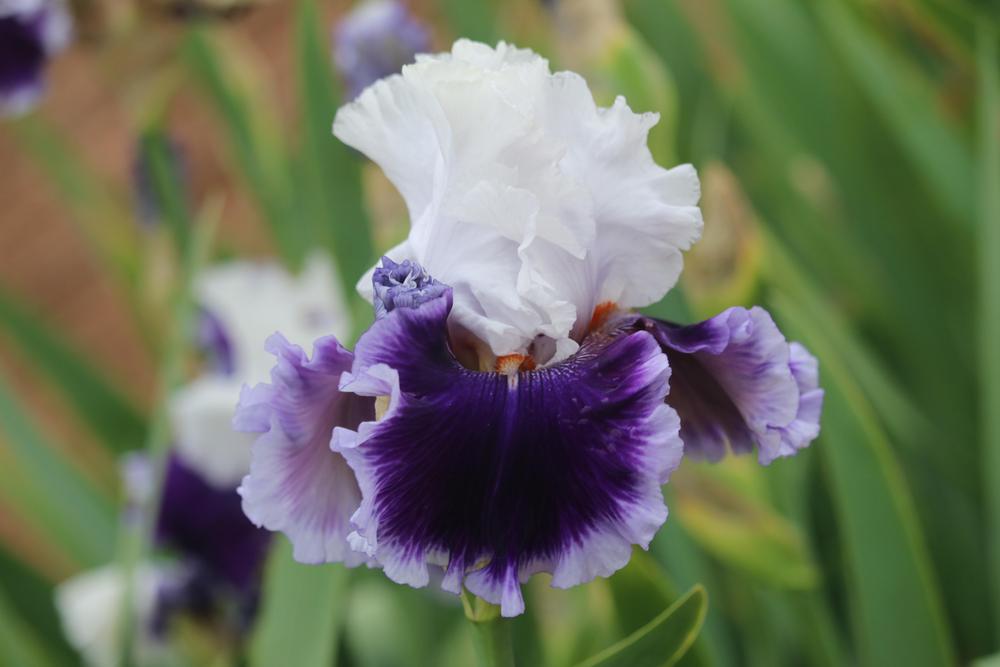 Tall Bearded Iris (Iris 'Sense of Class') in the Irises Database ...