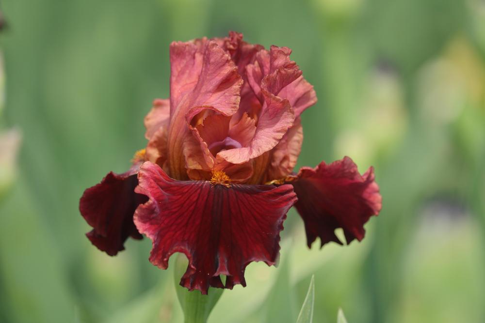 Tall Bearded Iris (Iris 'Kissed By Fire') in the Irises Database ...