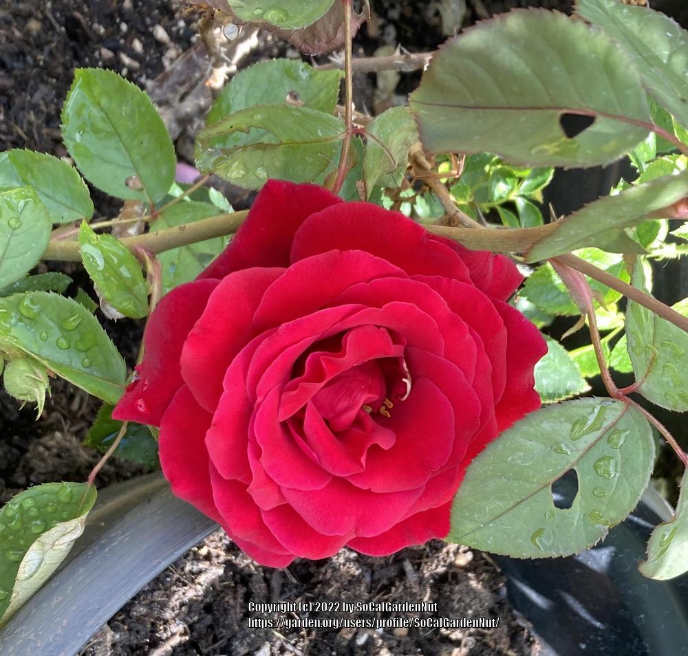 Photo of the bloom of Rose (Rosa 'Firefighter') posted by ...