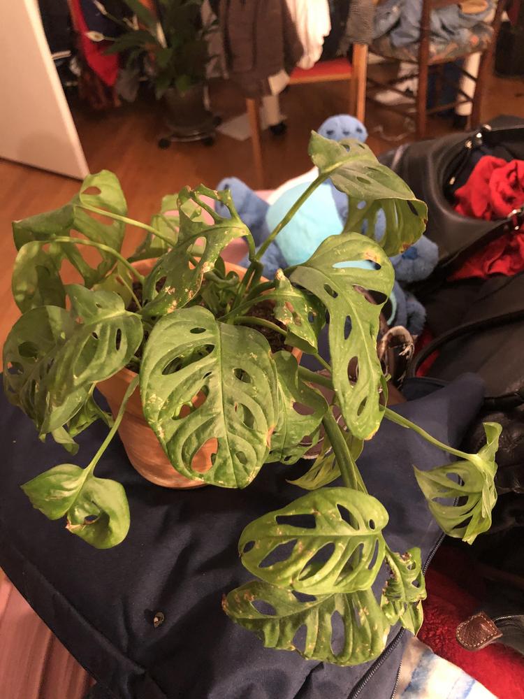 Monstera adansonii problem in the Ask a Question forum - Garden.org
