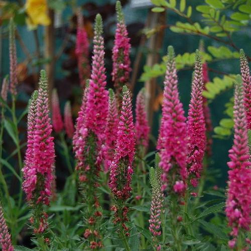 Spike Speedwell (Veronica spicata 'Red Fox') in the Veronicas Database ...