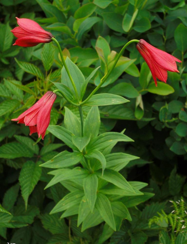 Photo of the entire plant of Gray's Lily (Lilium grayi) posted by ...