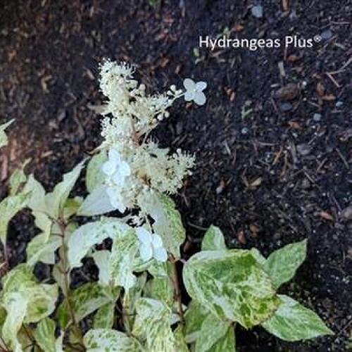 Hydrangea (Hydrangea paniculata 'Yuki Gessho') in the Hydrangeas Database - Garden.org