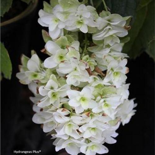 Oakleaf Hydrangea (Hydrangea quercifolia 'Snow Giant') in the ...