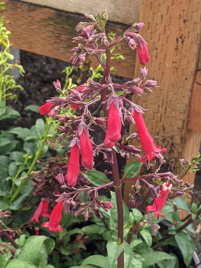 Photo of the bloom of Cape Fuchsia (Phygelius Colorburst™ Deep Red ...