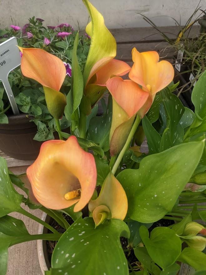 Photo of the bloom of Calla Lily (Zantedeschia pentlandii 'Captain ...