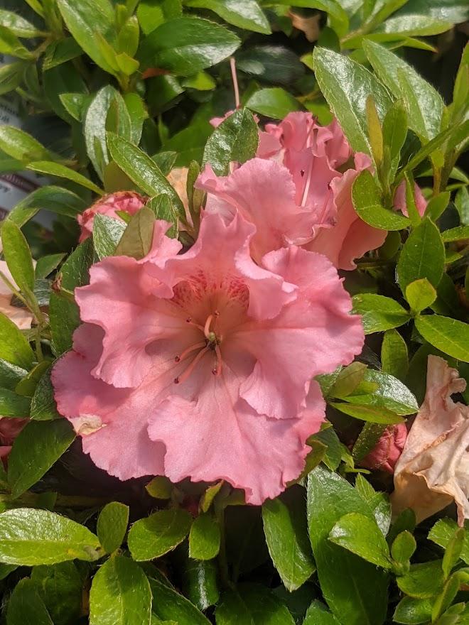 Photo of the bloom of Azalea (Rhododendron 'Gumpo Pink') posted by Joy ...