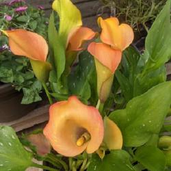 Photo of the bloom of Calla Lily (Zantedeschia pentlandii 'Captain ...