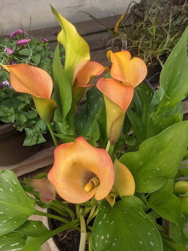 Photo of the entire plant of Calla Lily (Zantedeschia pentlandii ...