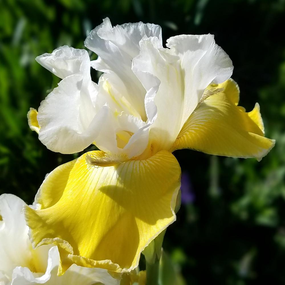 Photo of the bloom of Tall Bearded Iris (Iris 'Mad About Saffron ...