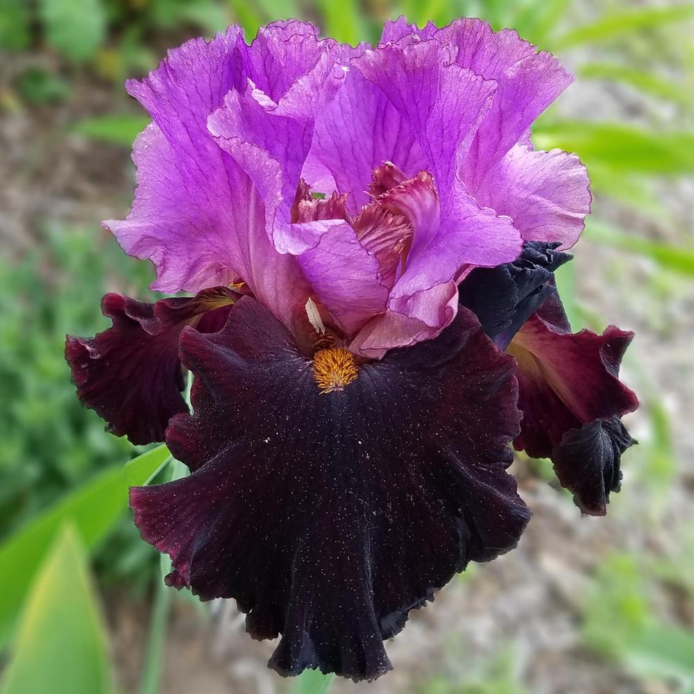 Photo of the bloom of Tall Bearded Iris (Iris 'I'm Back') posted by ...