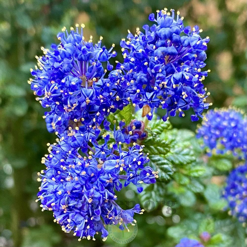 Ceanothus 'Dark Star' - Garden.org
