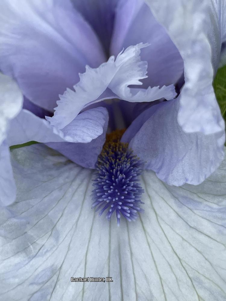 Intermediate Bearded Iris (Iris 'Blue Splash') in the Irises Database ...