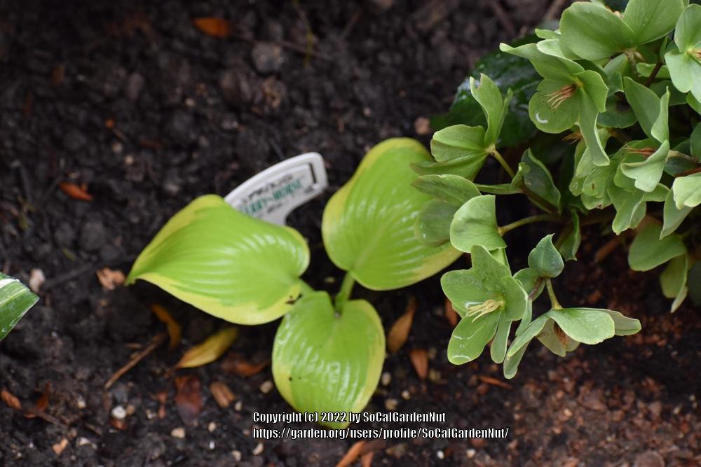 Photo of the entire plant of Hosta 'Spring Morning' posted by ...