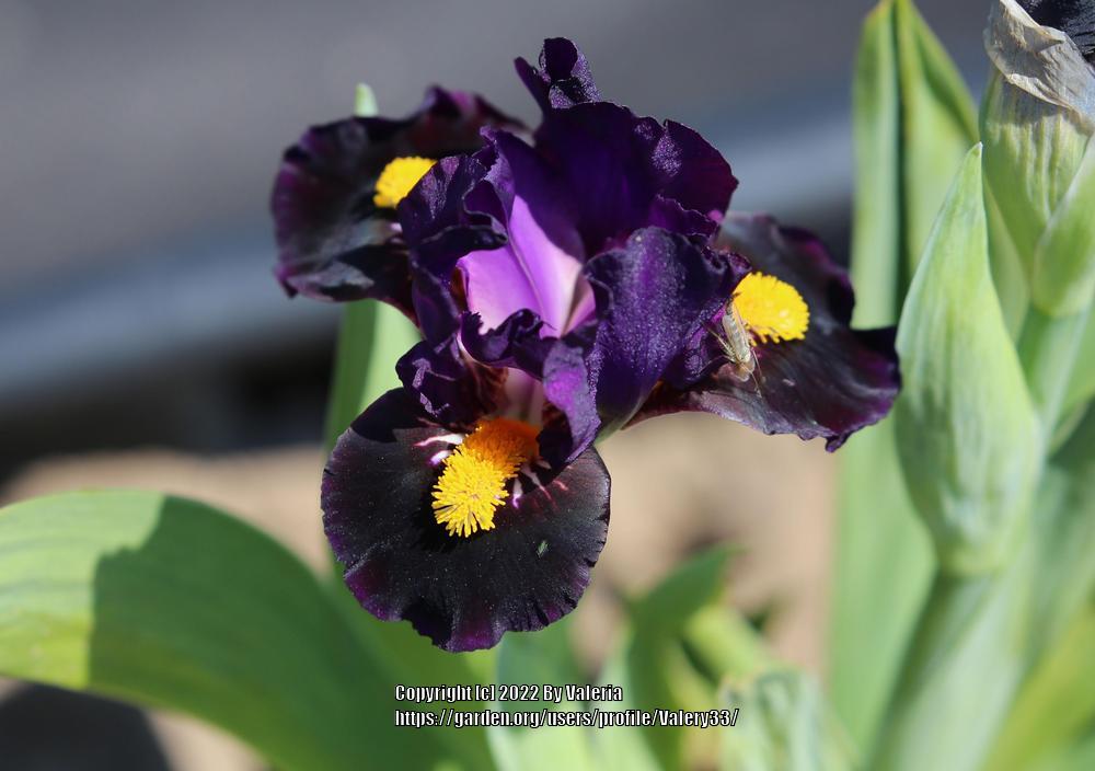 Photo of the bloom of Miniature Dwarf Bearded Iris (Iris 'Kay') posted ...