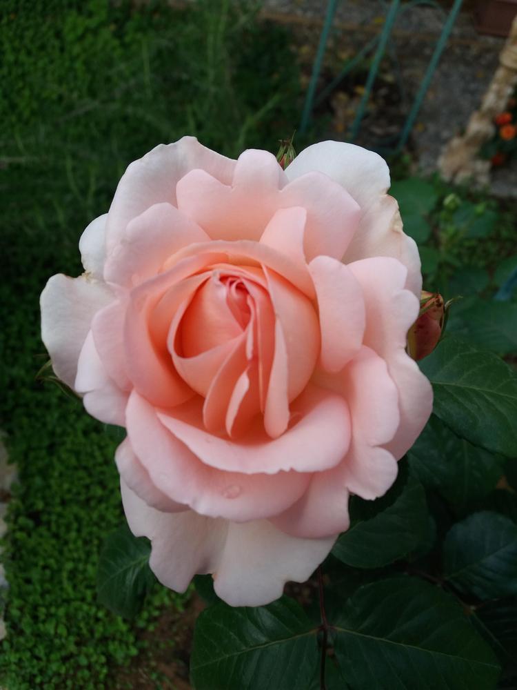 Photo of the bloom of Rose (Rosa 'Clair Renaissance') posted by ...