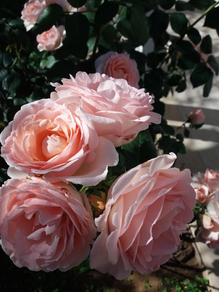 Photo of the bloom of Rose (Rosa 'Clair Renaissance') posted by ...