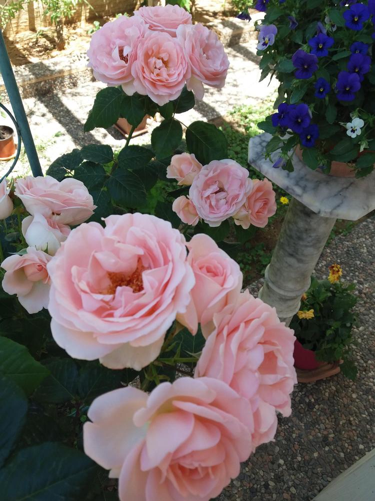 Photo of the bloom of Rose (Rosa 'Clair Renaissance') posted by ...