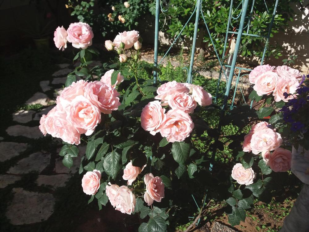 Photo of the entire plant of Rose (Rosa 'Clair Renaissance') posted by ...