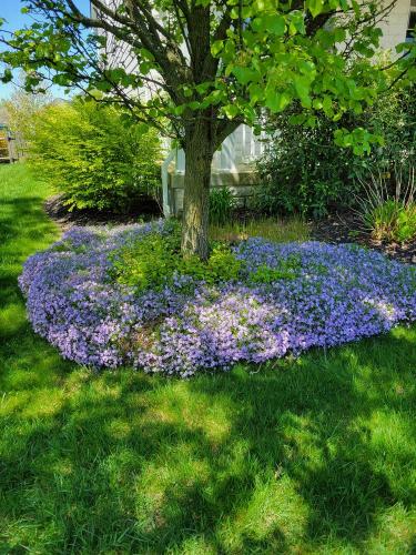 Weeds around tree in the Ask a Question forum - Garden.org