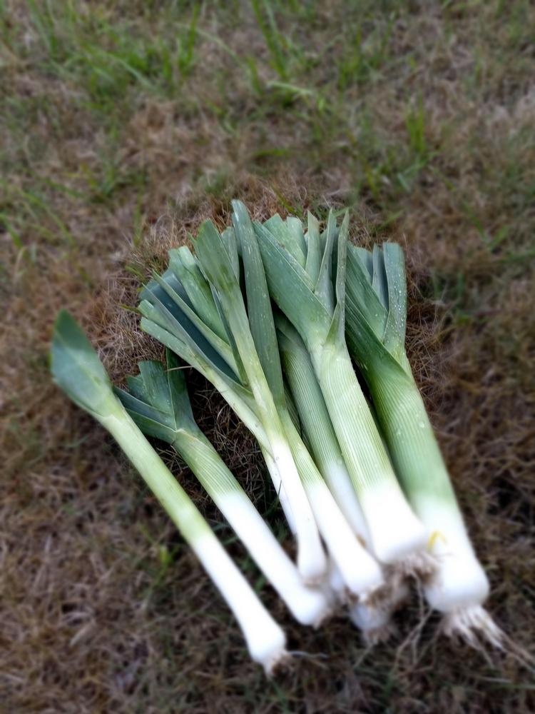 Leek (Allium ampeloprasum 'Large American Flag') in the Leeks Database ...