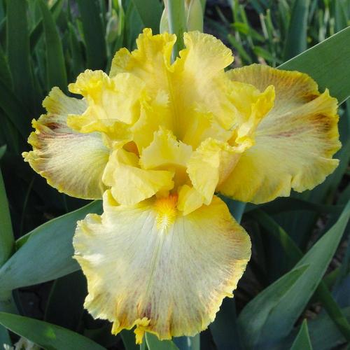 Tall Bearded Iris (Iris 'Solar Storm') in the Irises Database - Garden.org
