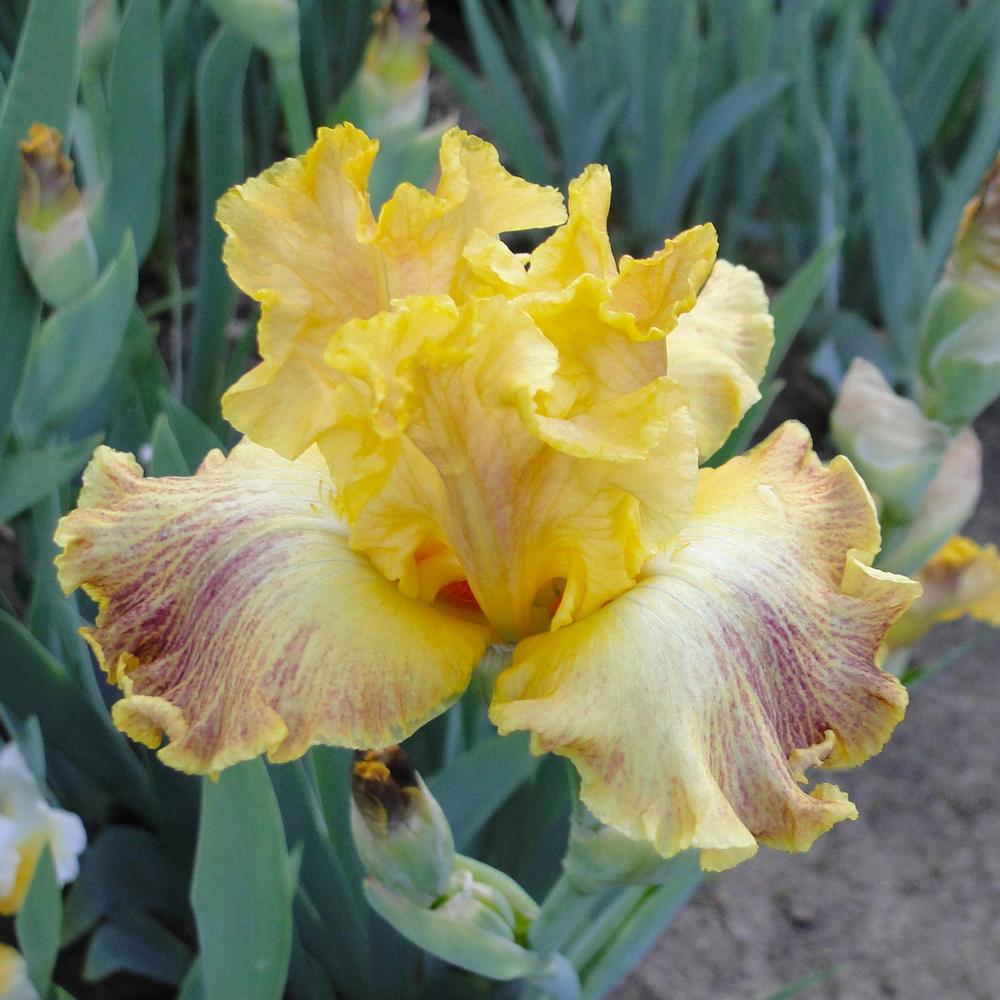 Photo of the bloom of Tall Bearded Iris (Iris 'Solar Storm') posted by ...