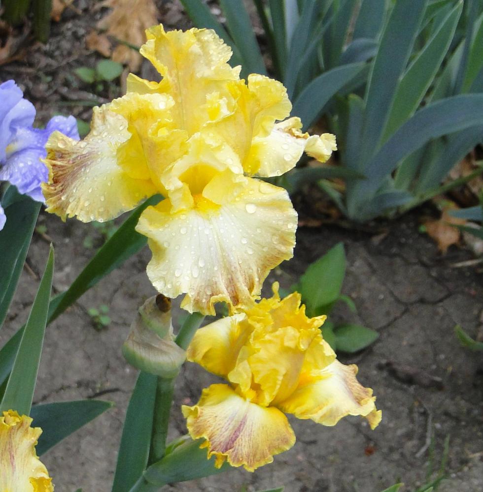 Photo of the bloom of Tall Bearded Iris (Iris 'Solar Storm') posted by ...