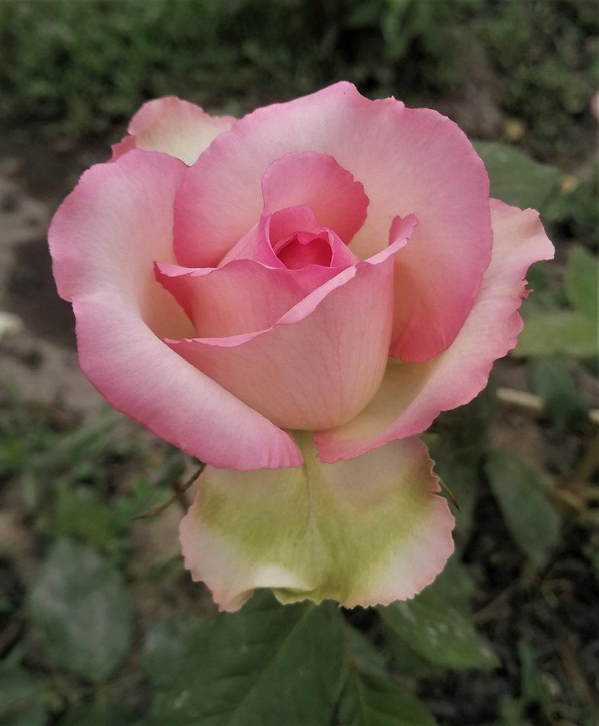 Rose (Rosa 'Princesse de Monaco') in the Roses Database - Garden.org