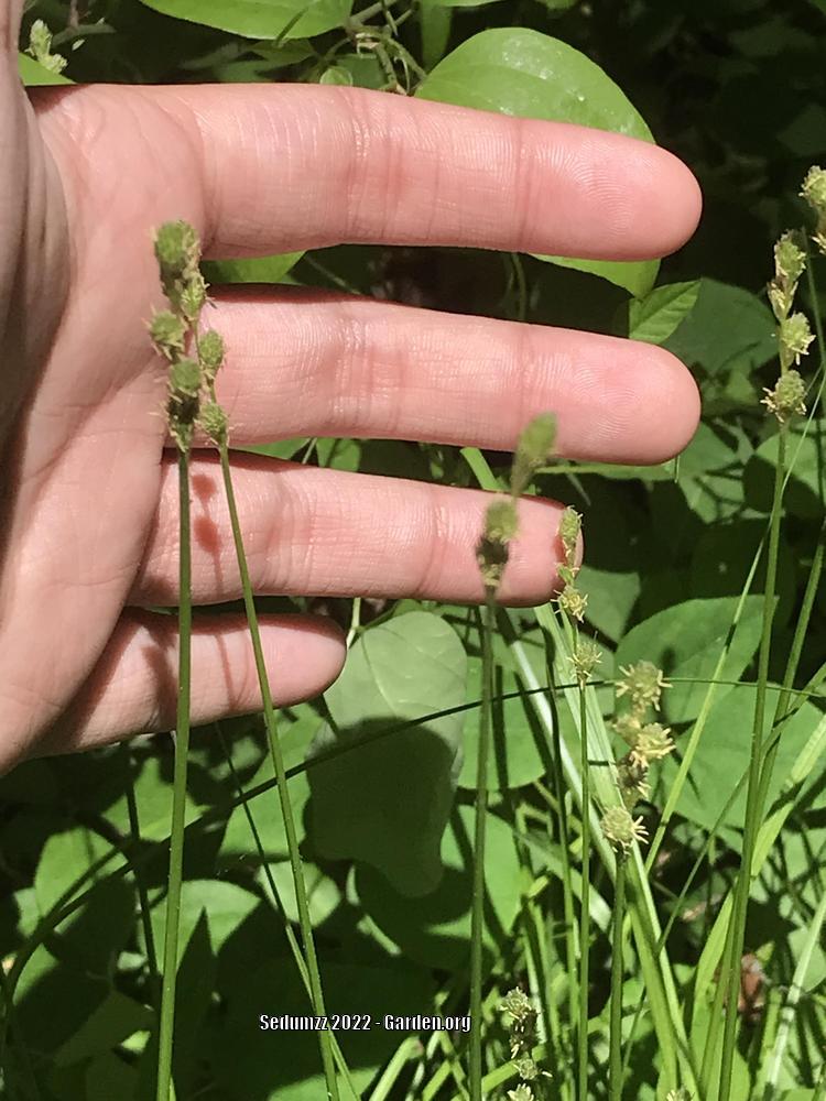 Photo of the stem, scape, stalk or bark of Blunt broom sedge (Carex ...