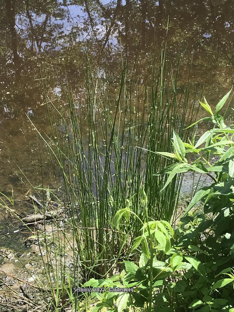 Photo of the entire plant of Common Rush (Juncus effusus) posted by ...