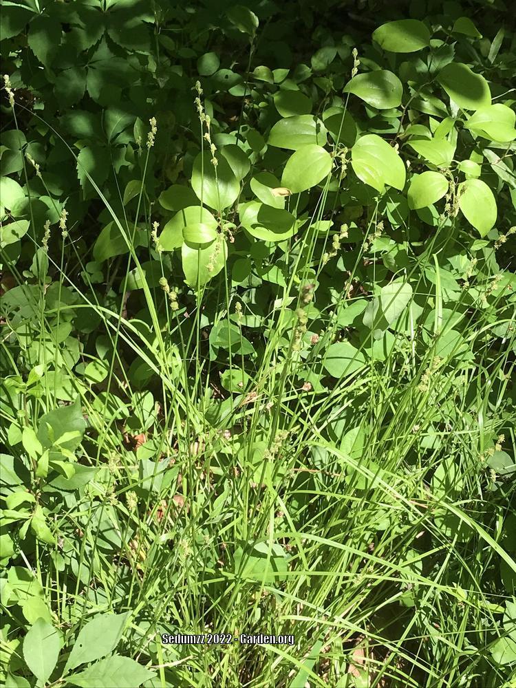 Photo of the entire plant of Blunt broom sedge (Carex tribuloides ...