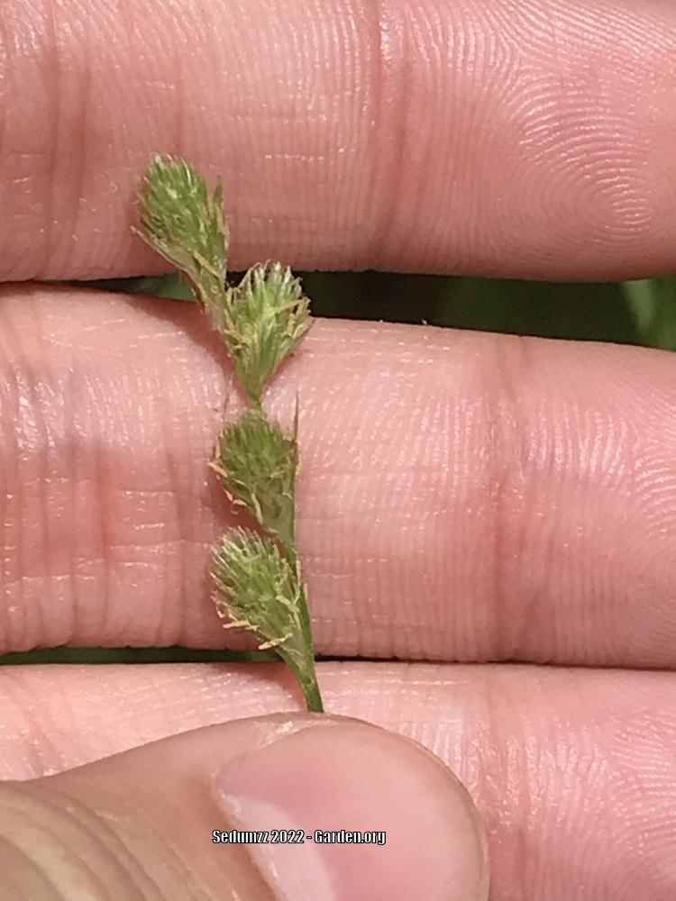 Photo of the bloom of Blunt broom sedge (Carex tribuloides) posted by ...