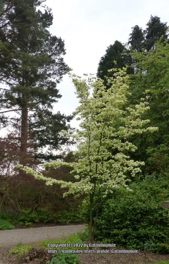 Photo of the entire plant of Dogwood (Cornus Stellar Constellation ...