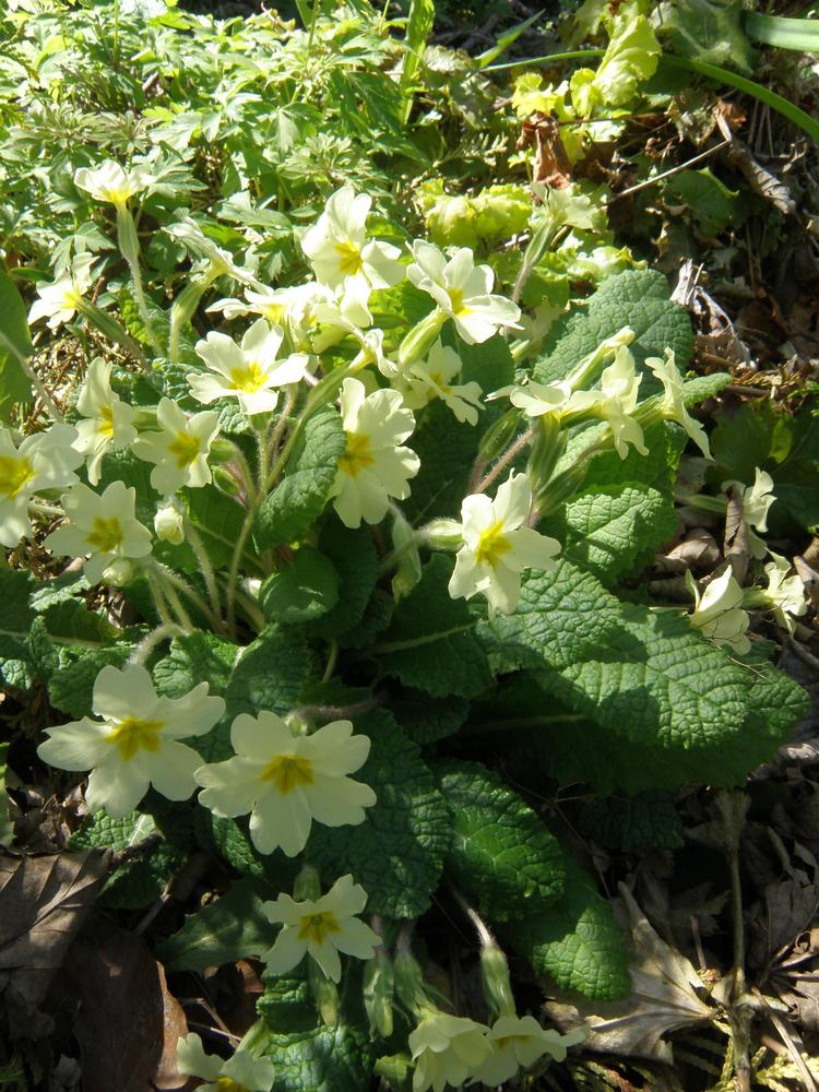 Photo of the entire plant of Wild Primrose (Primula vulgaris) posted by ...