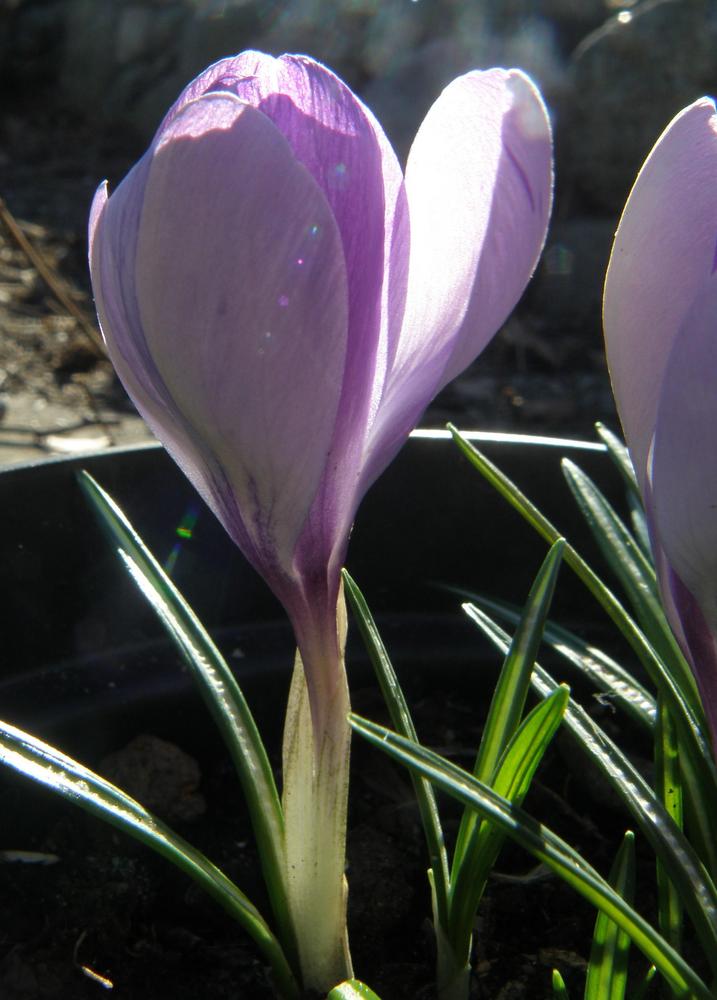 Photo of the entire plant of Giant Crocus (Crocus 'Yalta') posted by ...