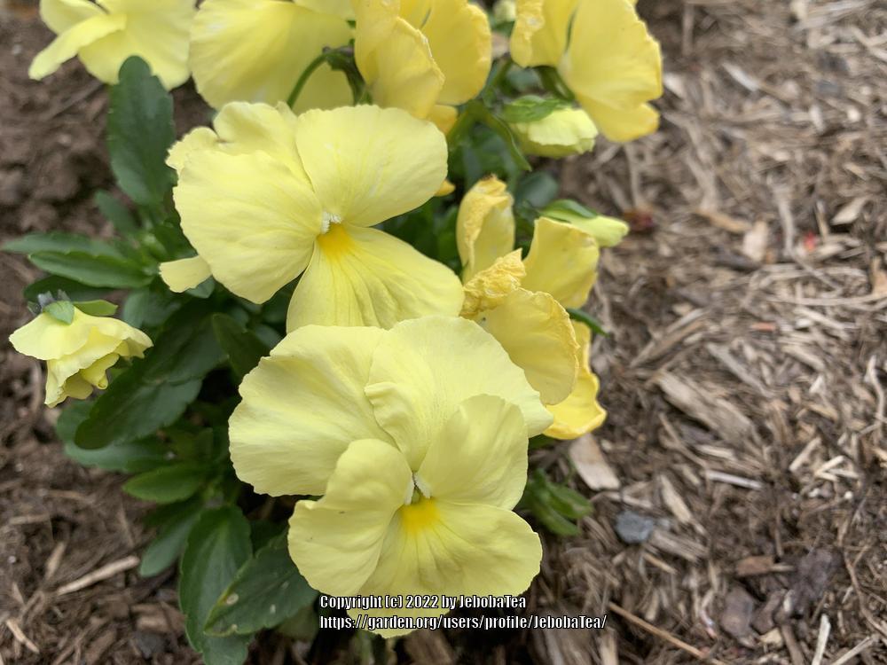 Photo of the bloom of Pansy (Viola x wittrockiana 'Spring Matrix Lemon ...