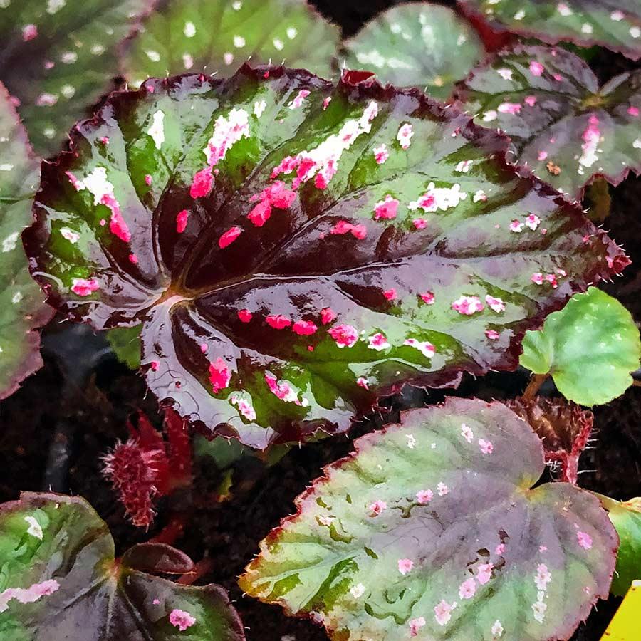 Rex Hybrid Begonia (Begonia T Rex™ Painter's Palette) in the Begonias ...